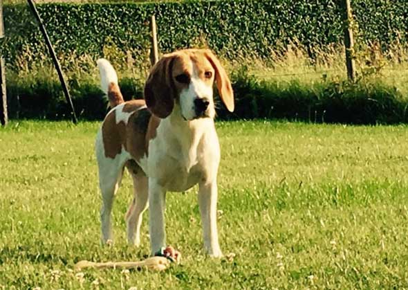 Bien-être animal : éleveur de chien